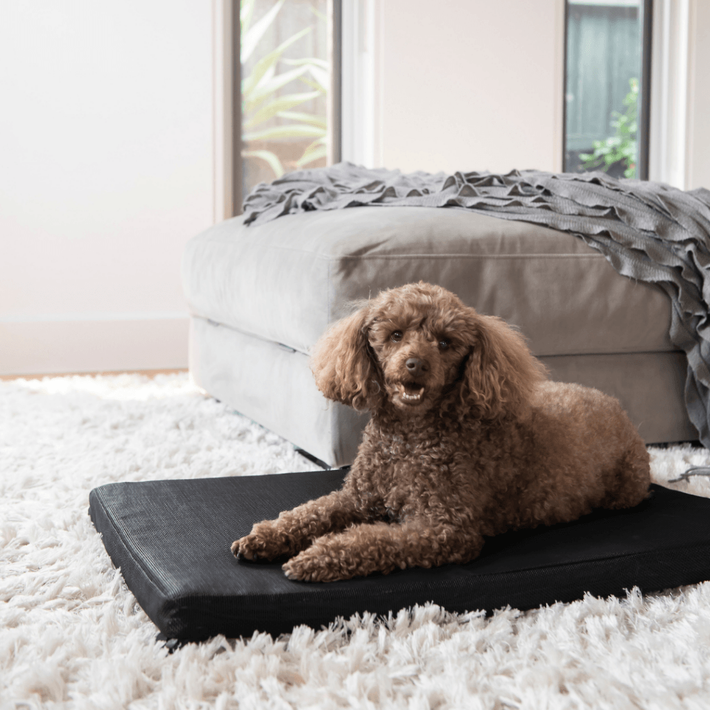 Dog Mats | Buy Australian Made | Superior Pet Goods