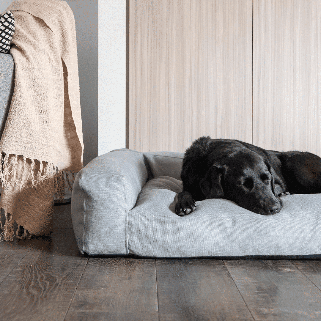 New Summer Pet Beds - Superior Pet Goods