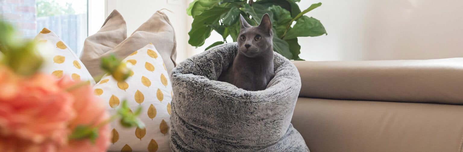 Cat Beds & Accessories