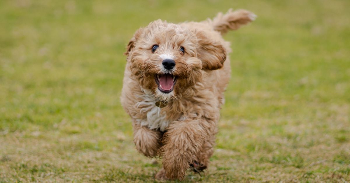 Cavoodle Dog Breed Guide: Facts & Information